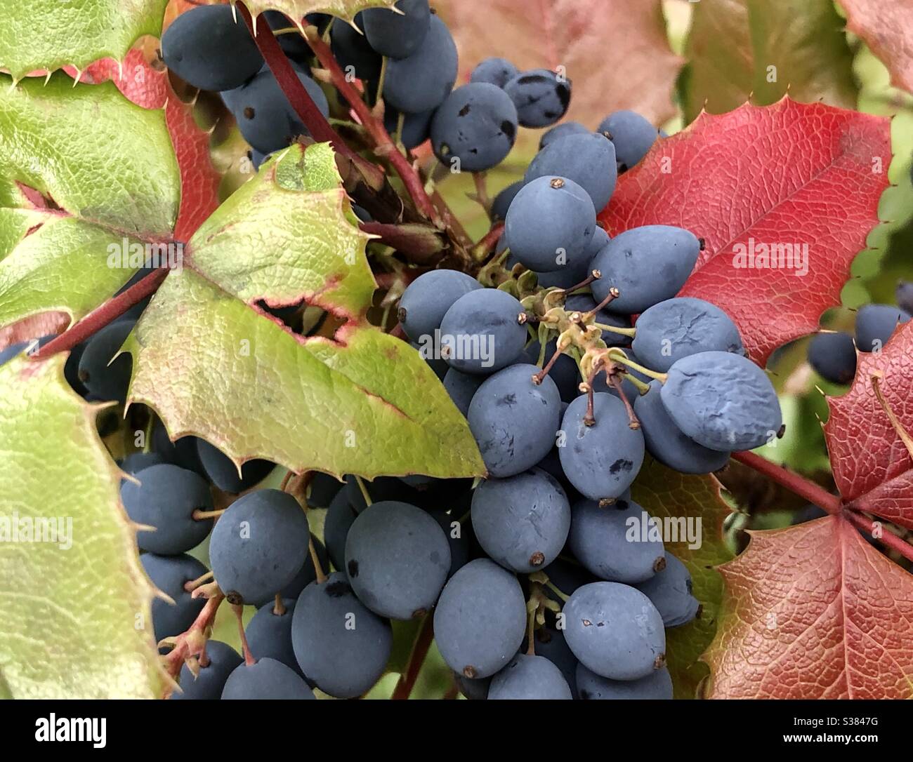 Dark berries hi-res stock photography and images - Alamy
