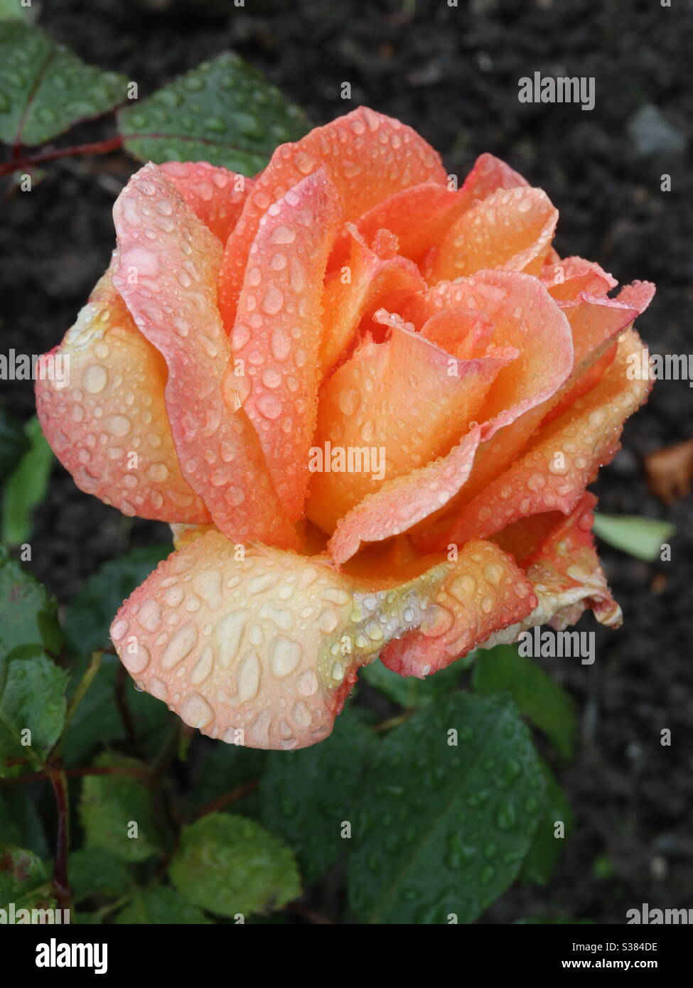 Rain on green leaves hi-res stock photography and images - Alamy