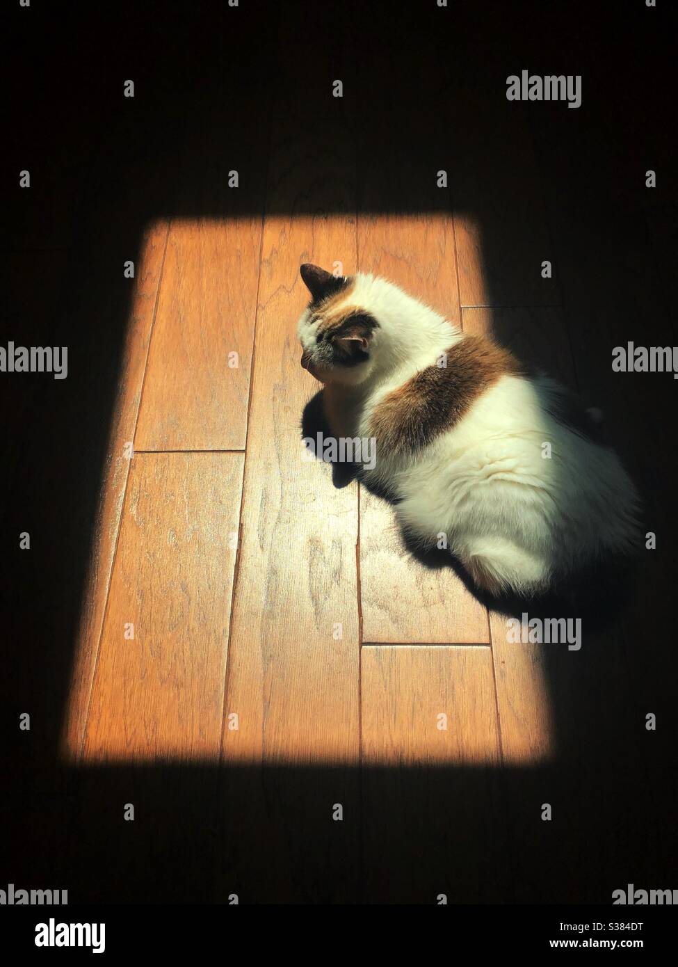 A cat in a rectangle of sun Stock Photo - Alamy