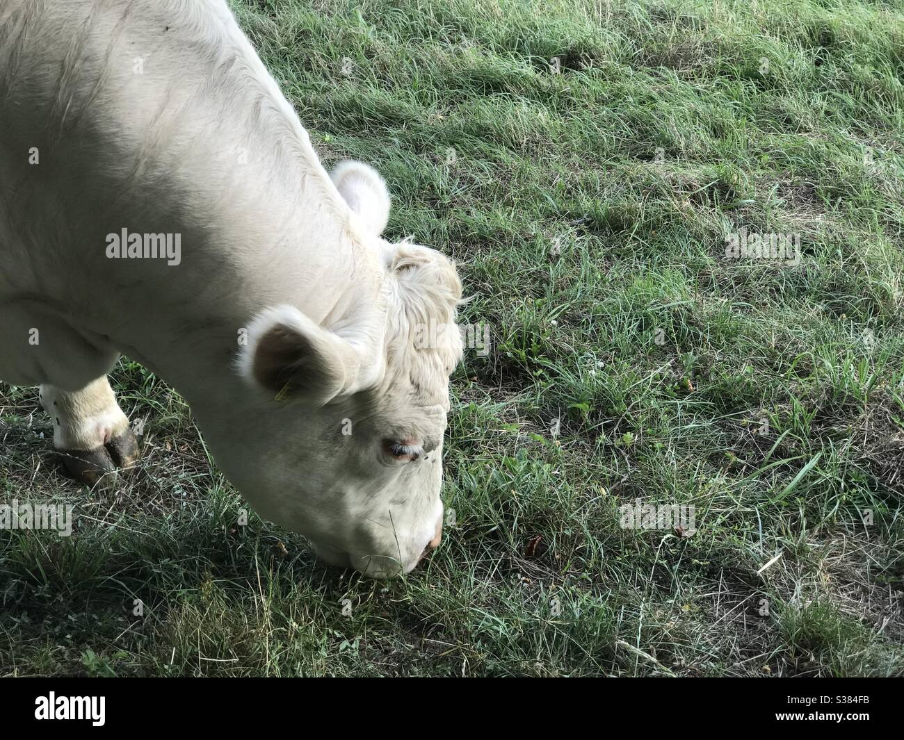 Cow eating grass hi-res stock photography and images - Alamy