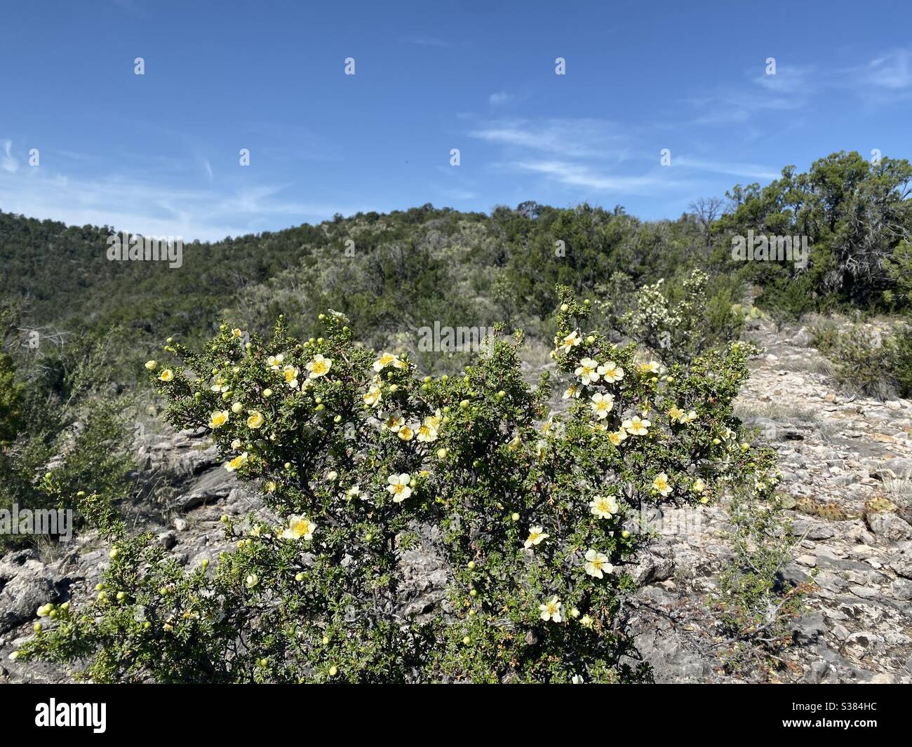 Cliff rose hi-res stock photography and images - Alamy