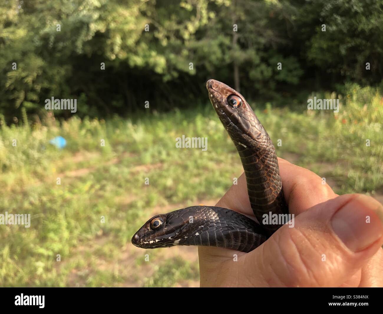 Coachwhip snakes hi-res stock photography and images - Alamy