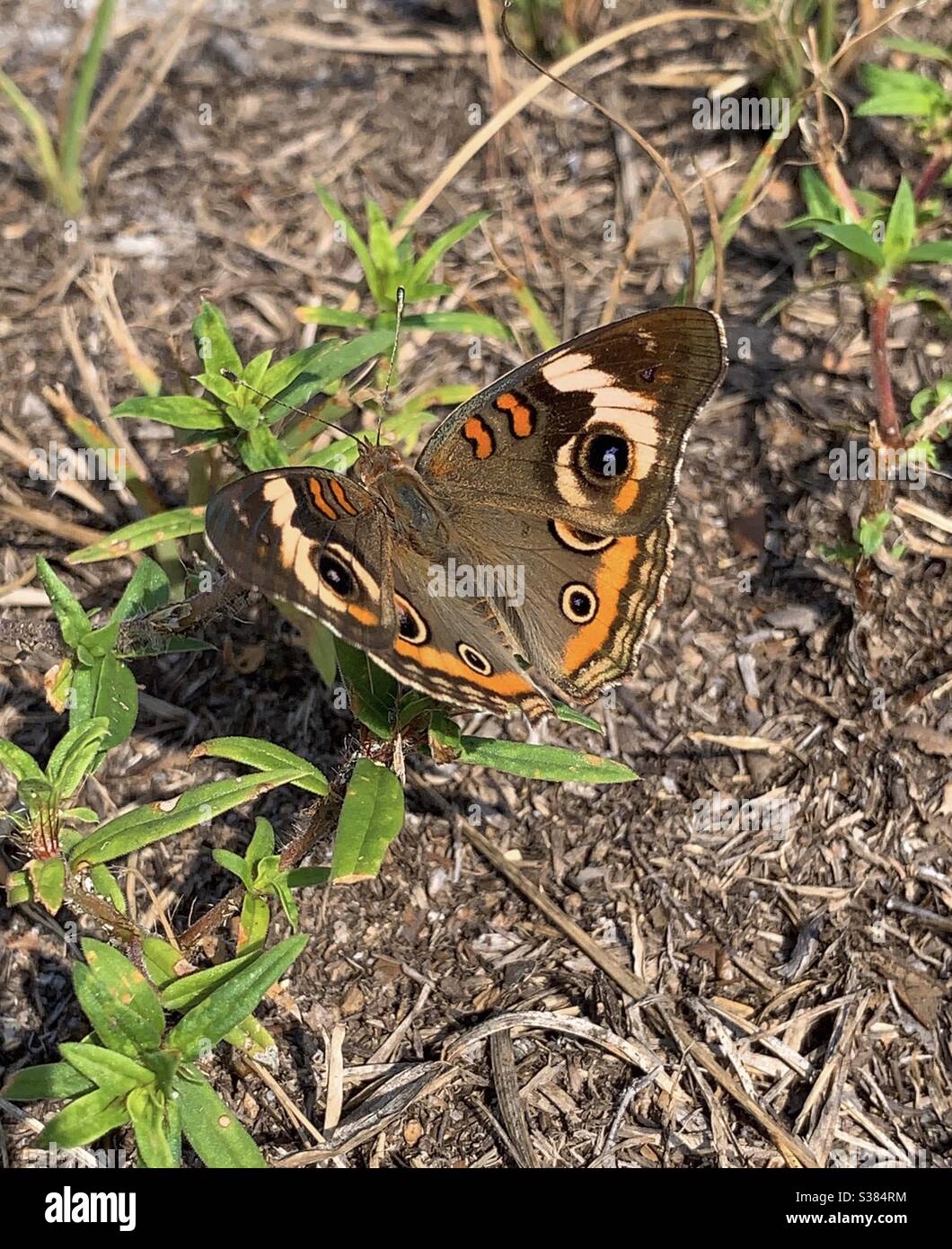 Insects on forest floor hi-res stock photography and images - Alamy