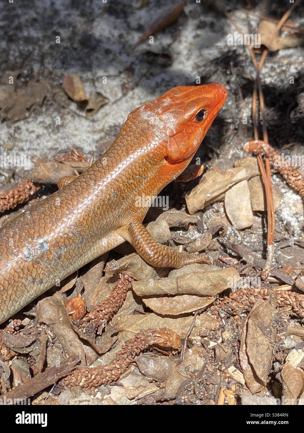 Redhead Skink Lizard