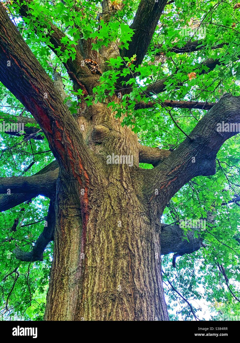 Tree bark knot hi-res stock photography and images - Alamy