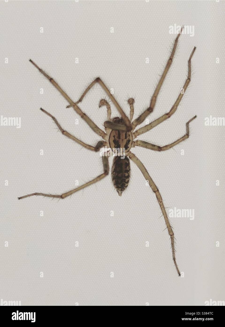 House spider common house spider hi-res stock photography and images ...