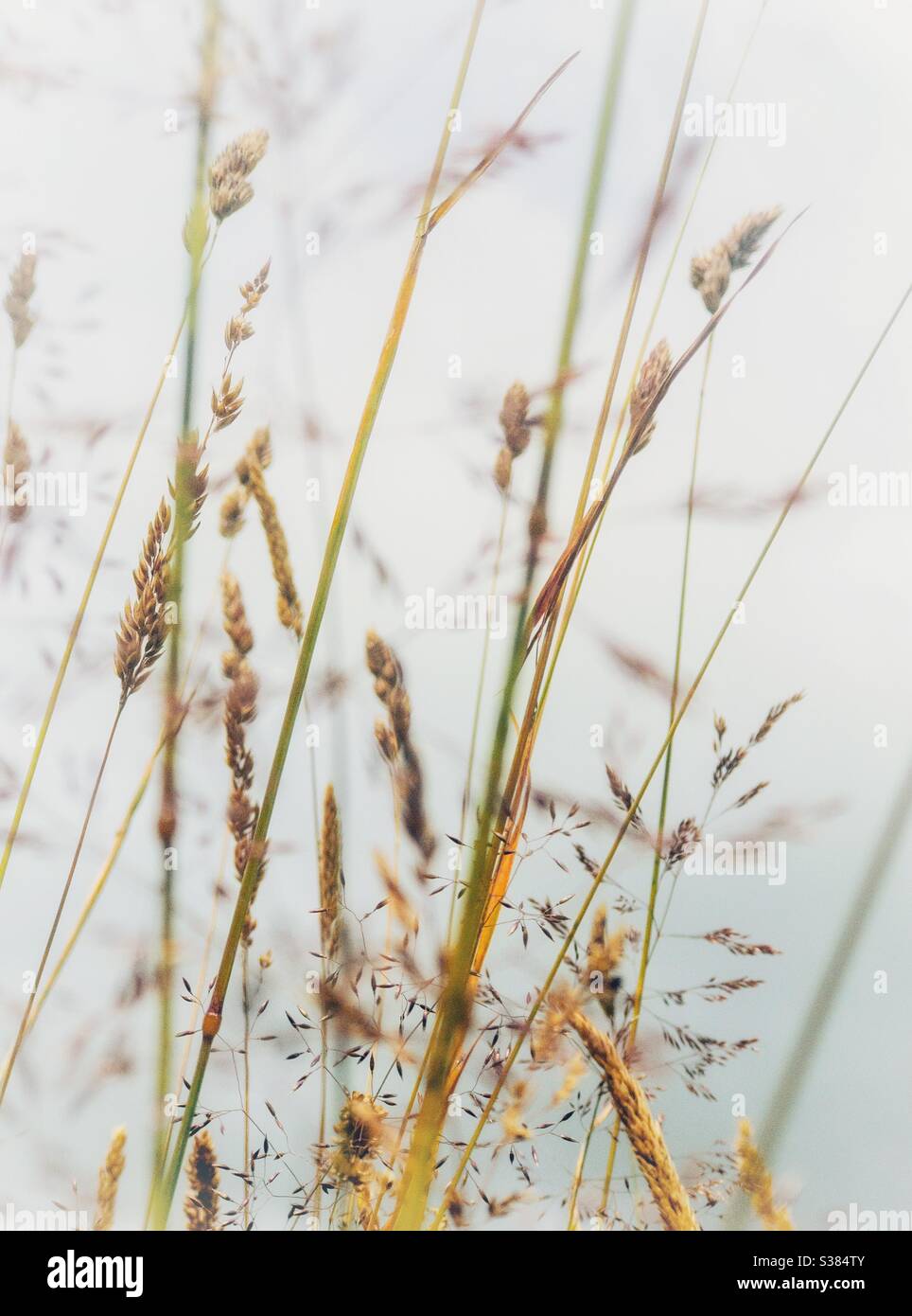 Grasses and seedheads hi-res stock photography and images - Alamy