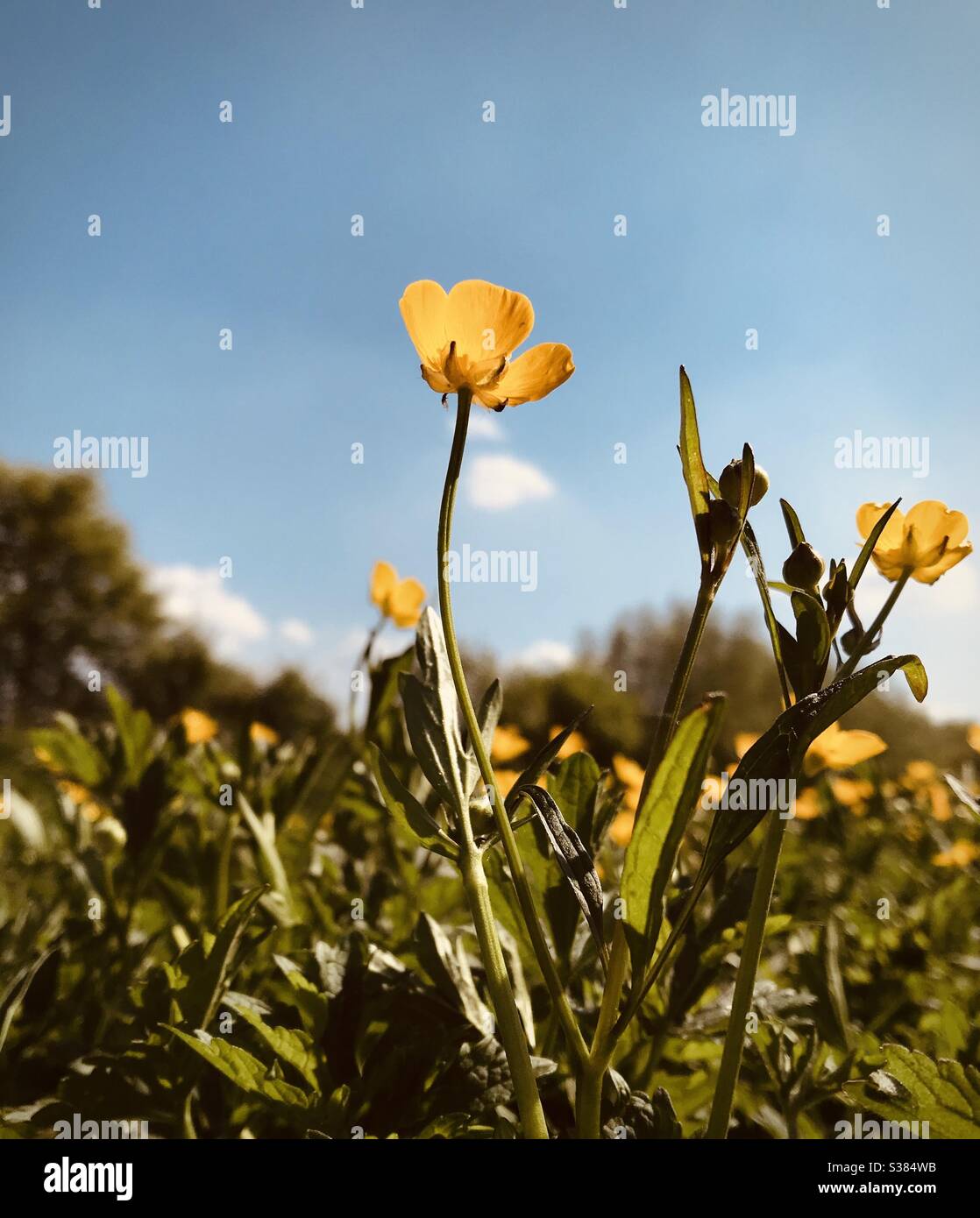 Wild Buttercup High Resolution Stock Photography and Images - Alamy