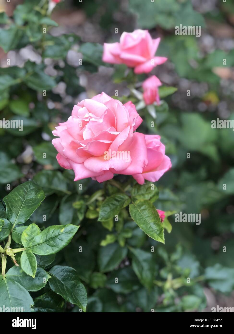 Delicate pink roses hi-res stock photography and images - Alamy