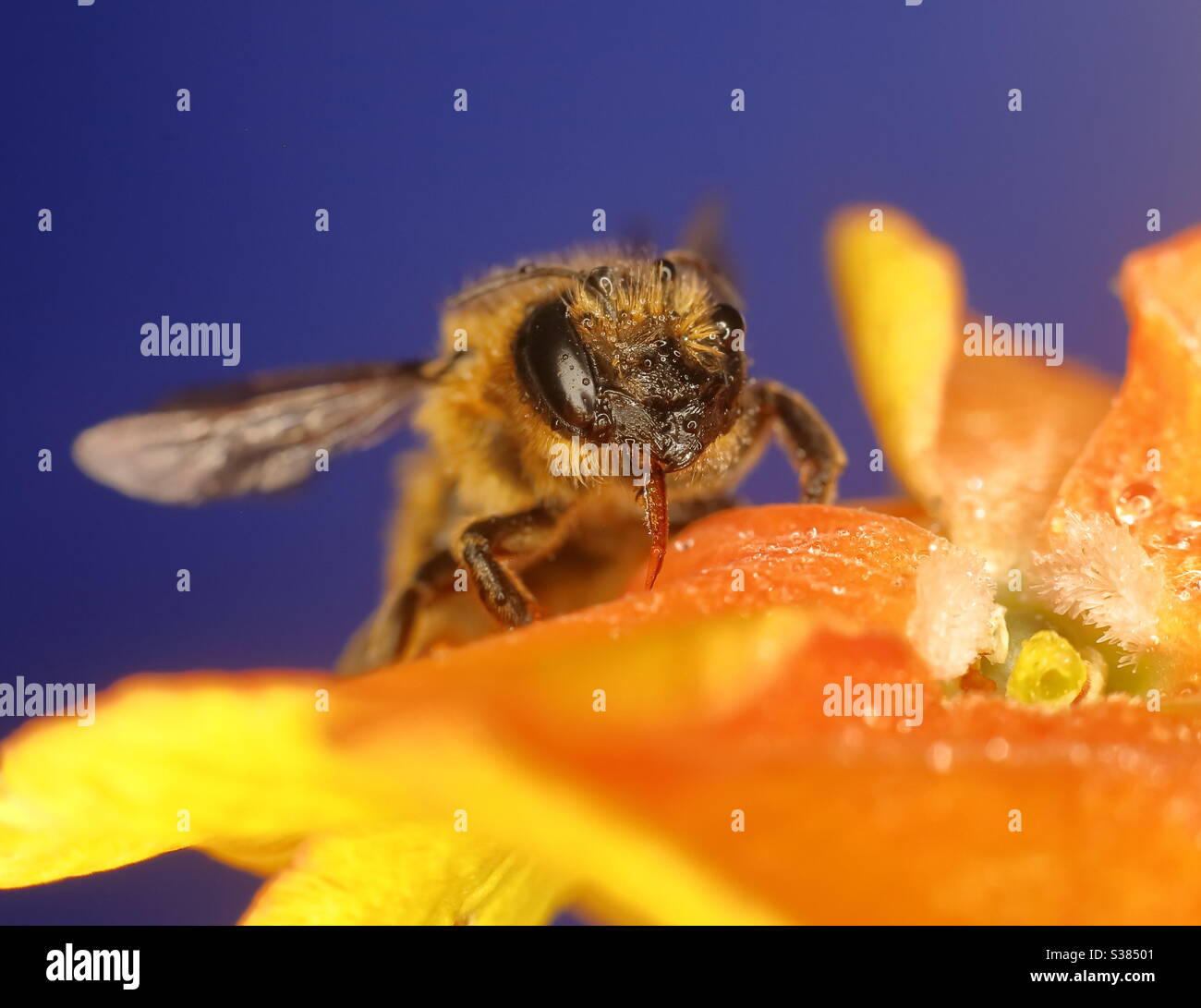 Wet wasp hi-res stock photography and images - Alamy