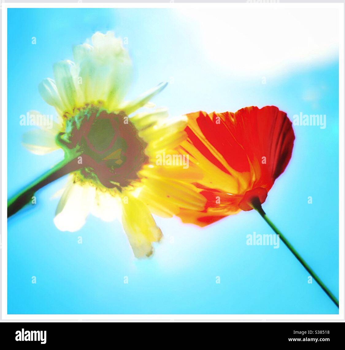 Daisy and Poppy flowers Stock Photo - Alamy