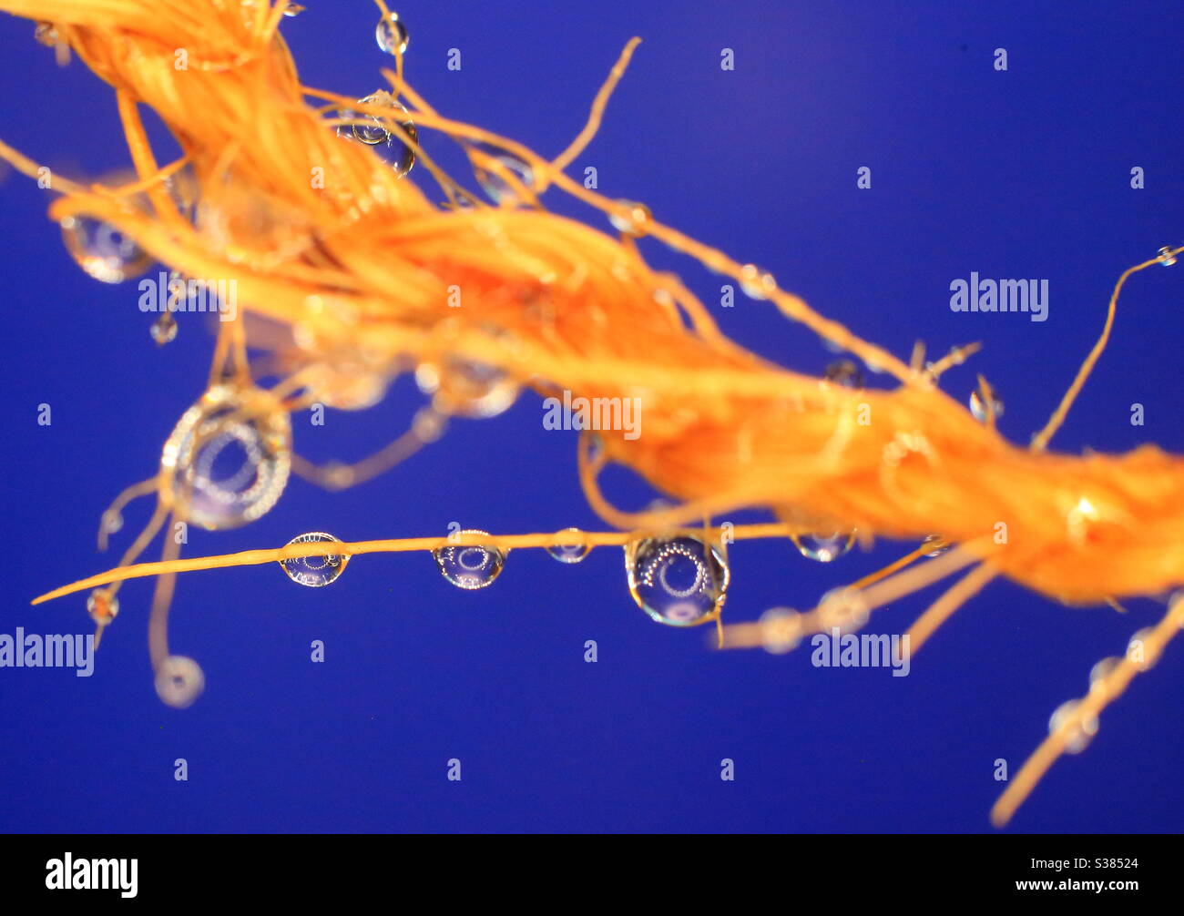 Macro Photography - Droplets on string Stock Photo - Alamy