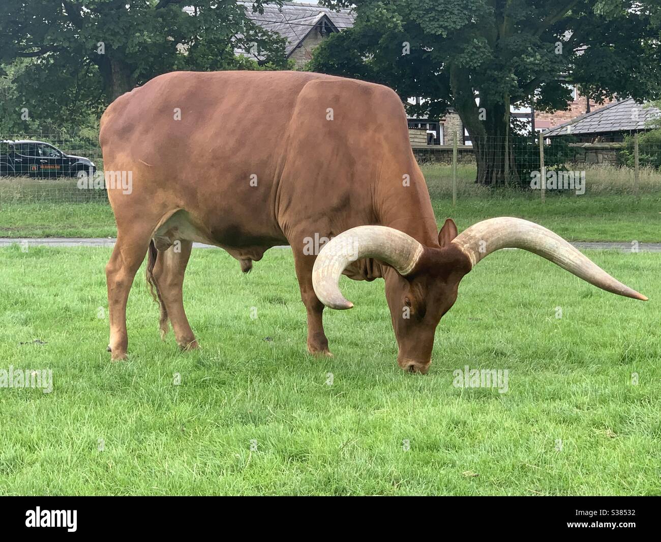 Safari park animals hi-res stock photography and images - Alamy