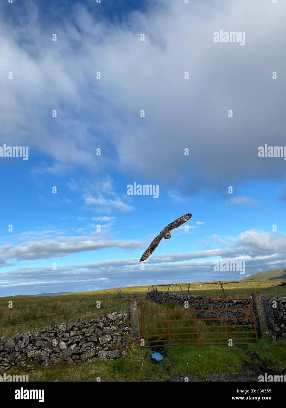 Swooping hi-res stock photography and images - Alamy
