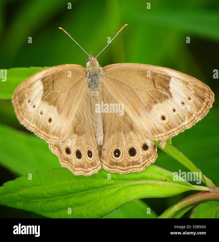 Eyed butterfly hi-res stock photography and images - Alamy