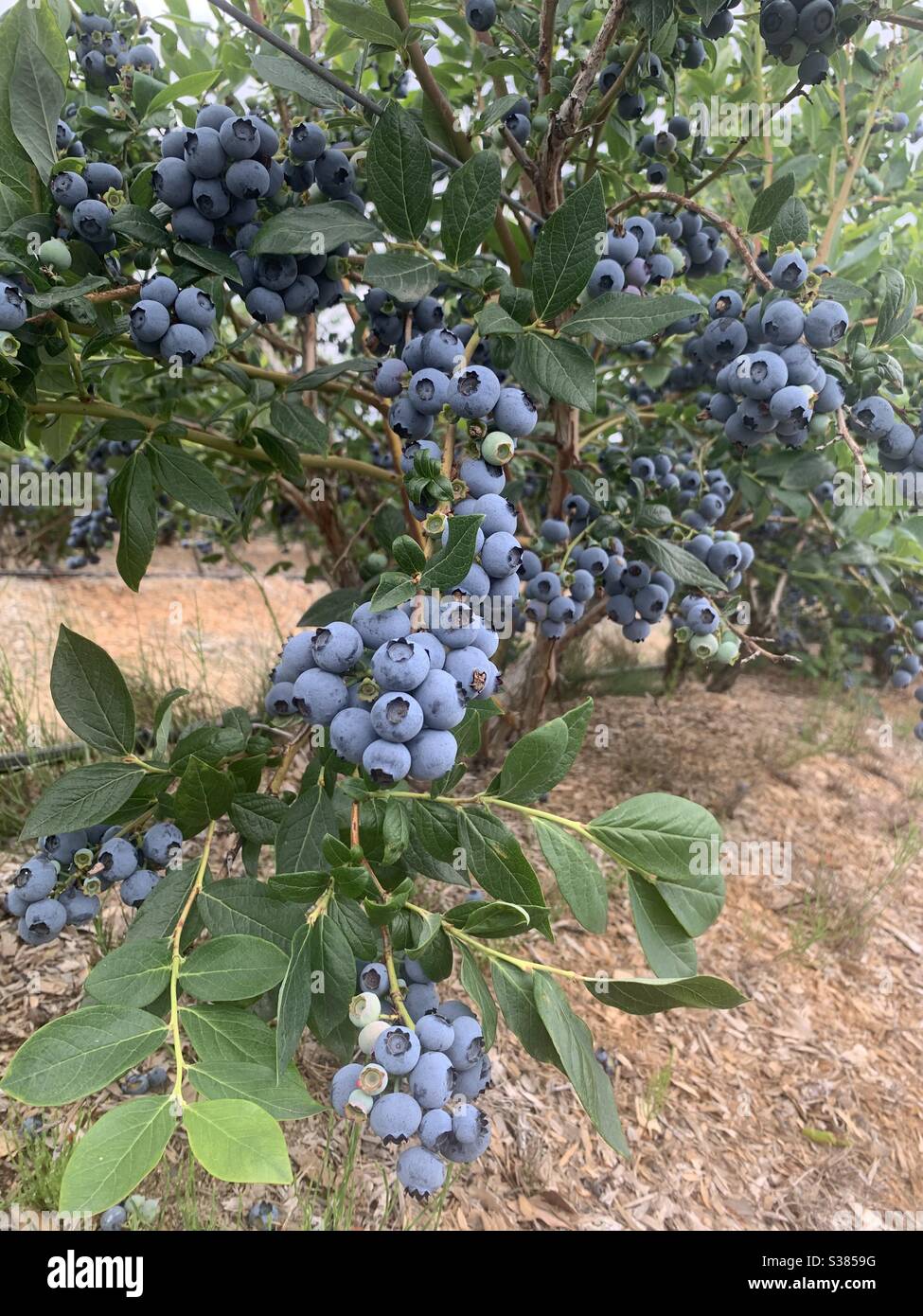 Blueberry tree hi-res stock photography and images - Alamy