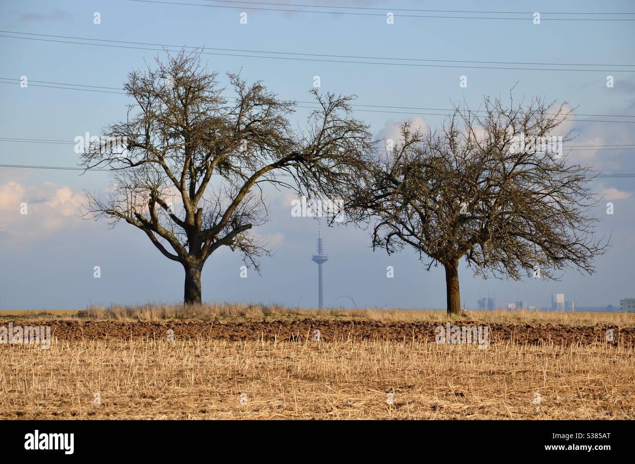 Cable tree hi-res stock photography and images - Alamy