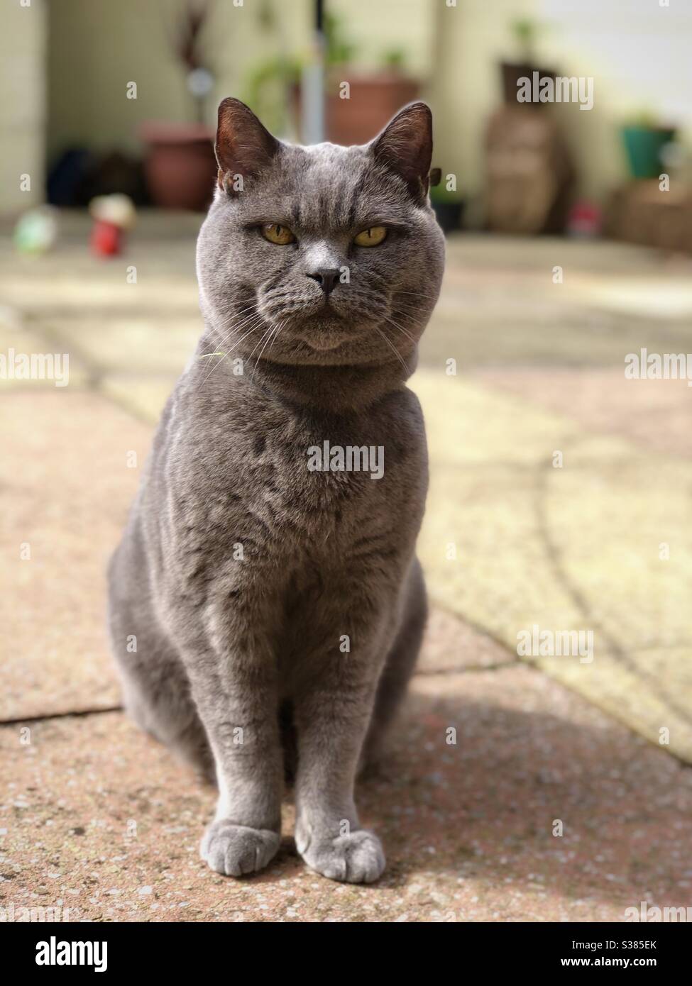 British grey short hair hi-res stock photography and images - Alamy