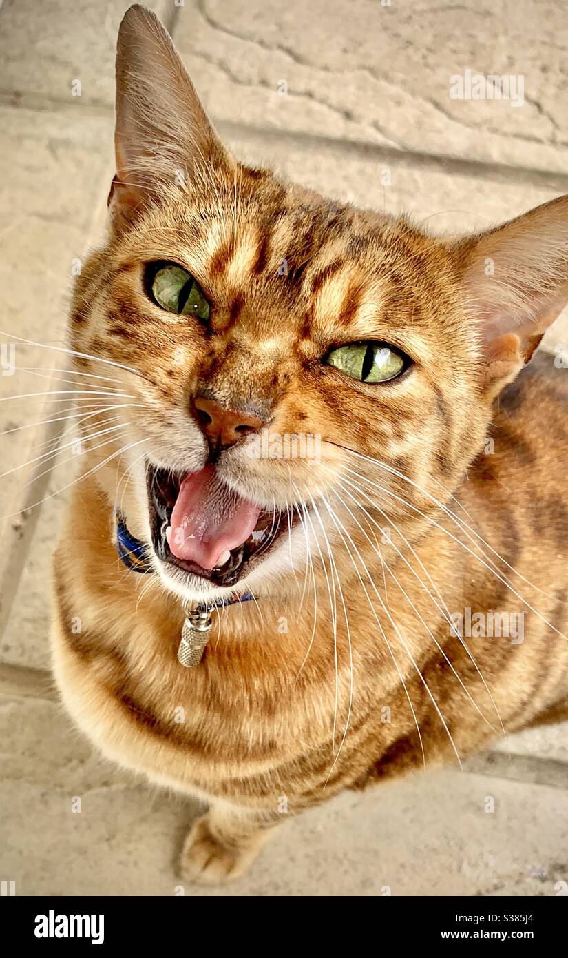 Female Bengal cross cat asking for her supper Stock Photo - Alamy