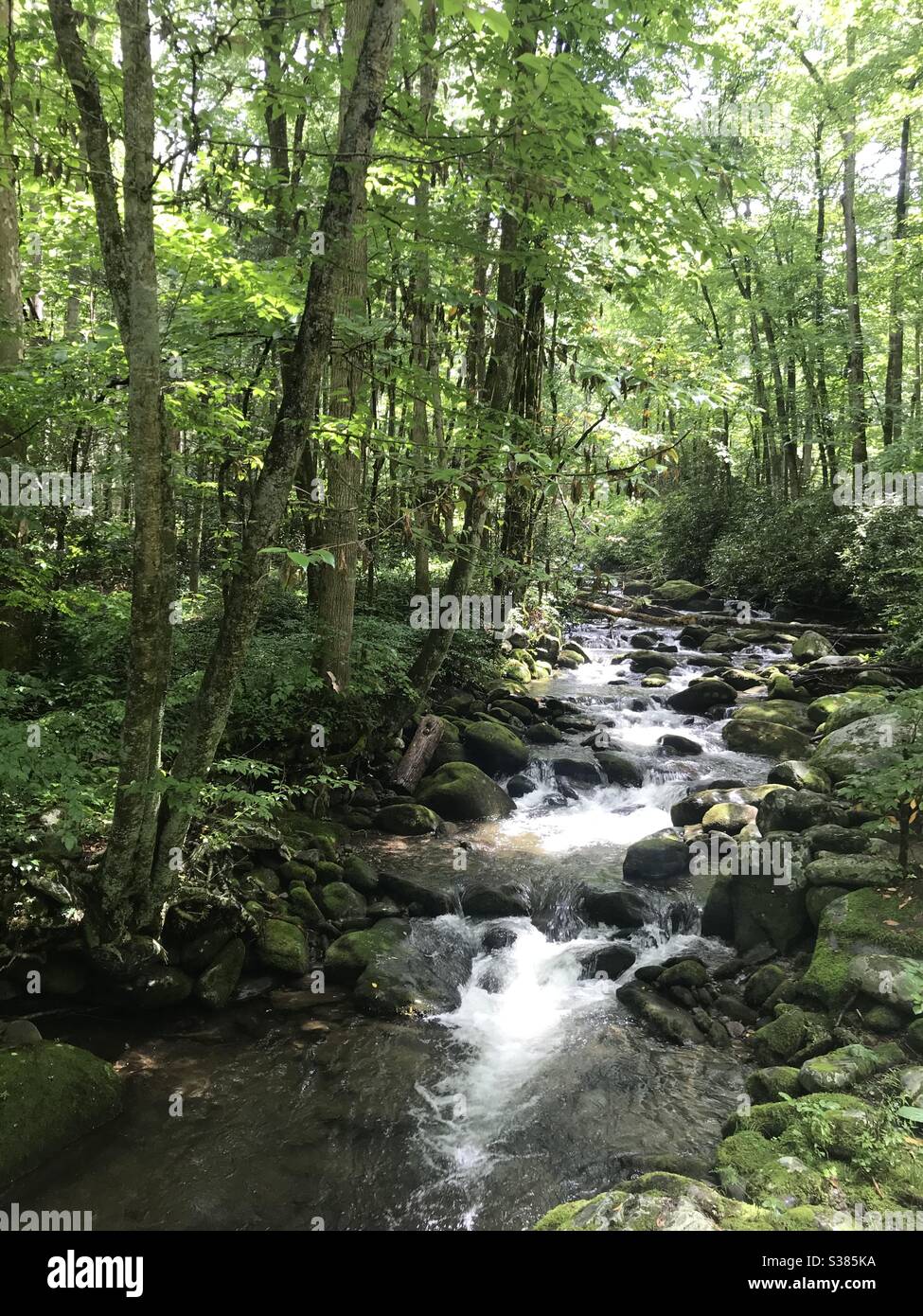 Creek with trees hi-res stock photography and images - Alamy