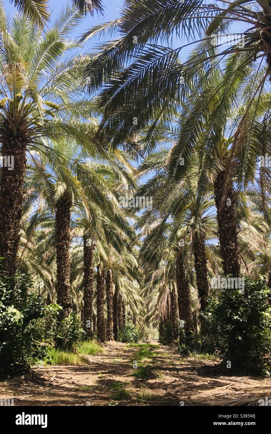 Date palm tree israel hi-res stock photography and images - Alamy