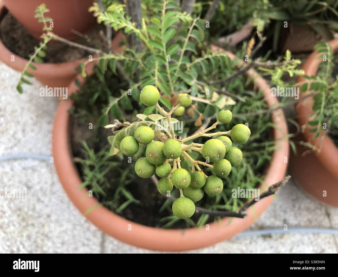 Growing Curry Plant High Resolution Stock Photography and Images - Alamy