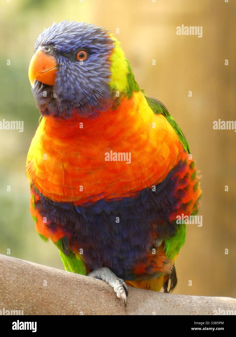 A colourful lorikeet bird on a perch Stock Photo - Alamy
