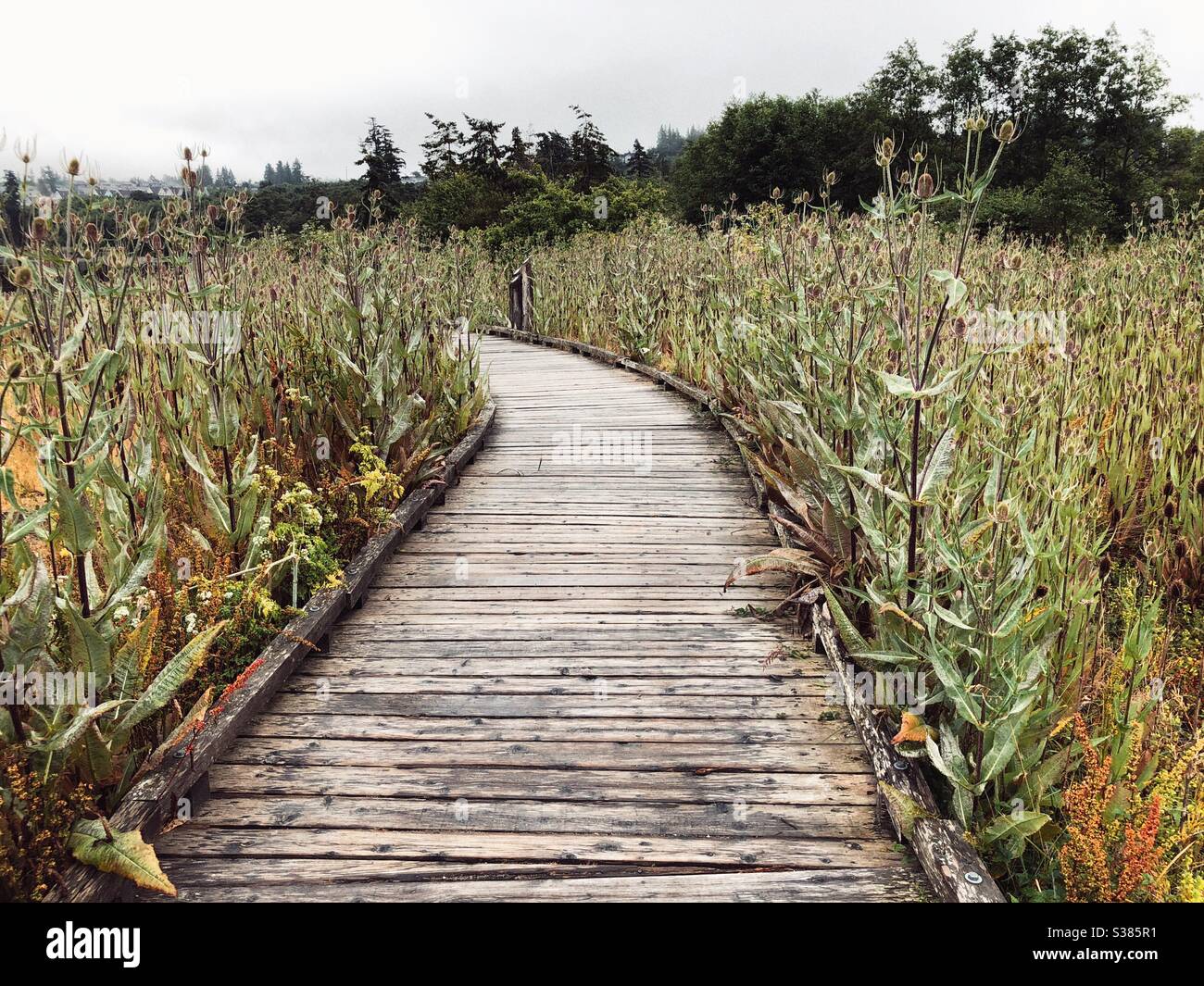 Wooden boardwalk through the field of common teasel invasive plant on ...