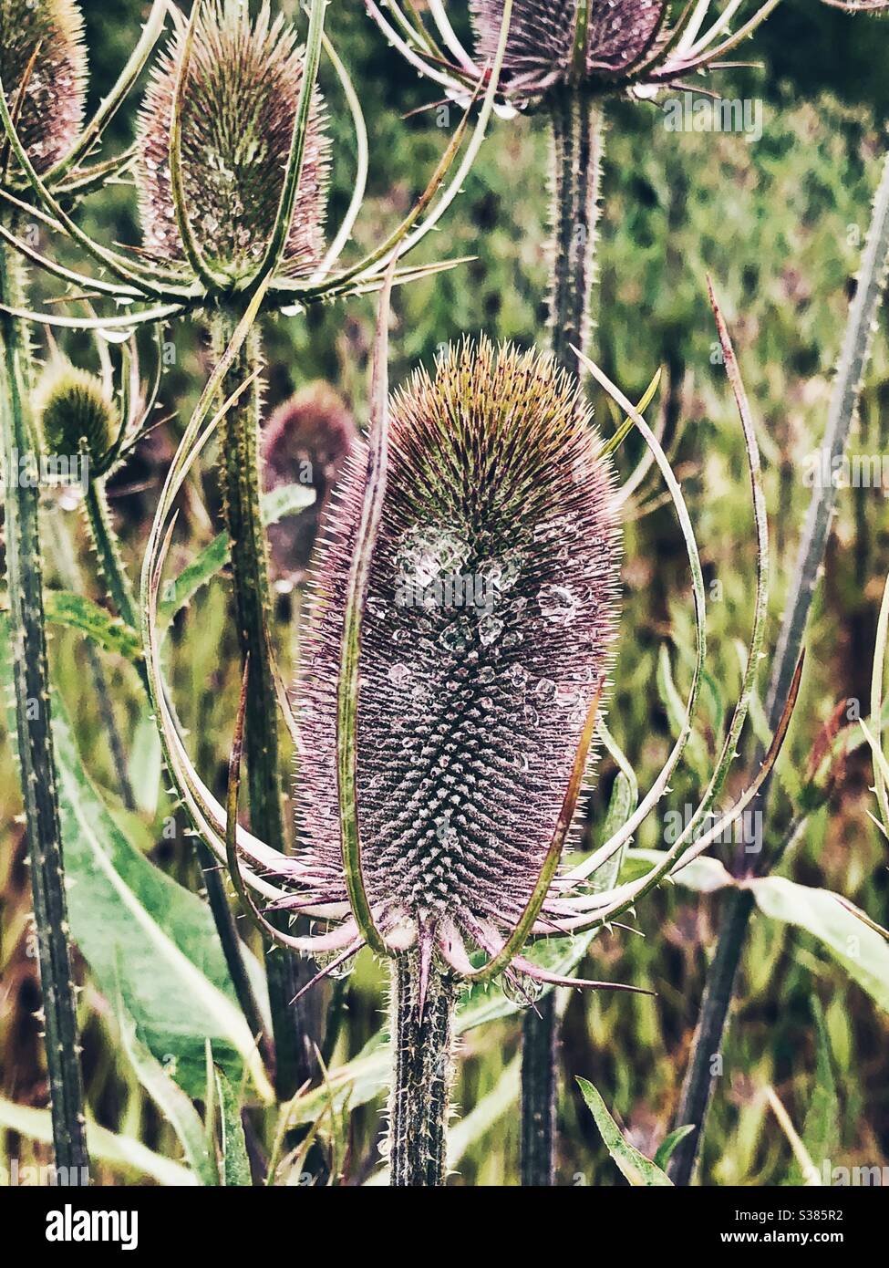 Common teasel plant Stock Photo - Alamy