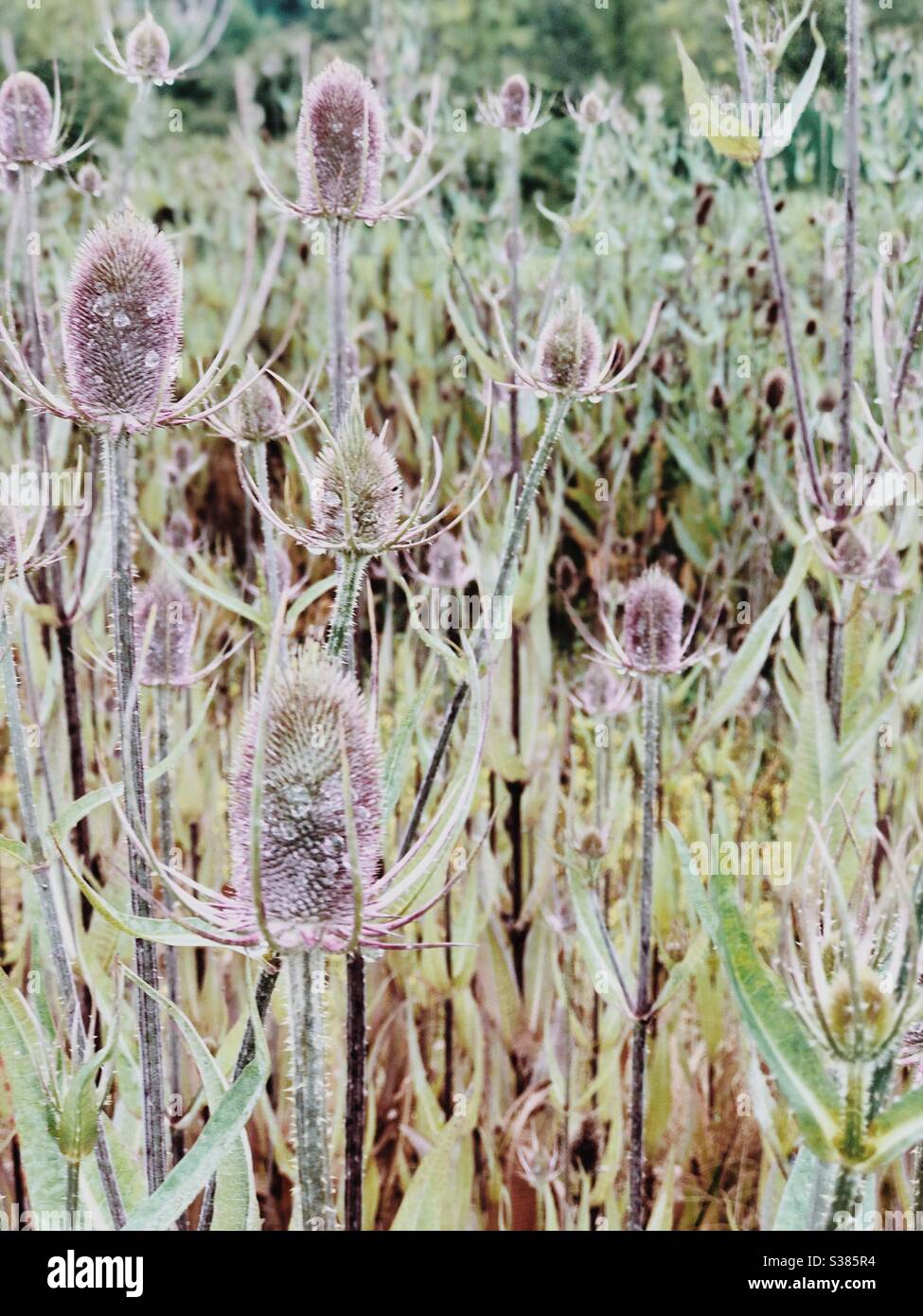 field of common teasel invasive plant on the beach in Anacortes Stock ...