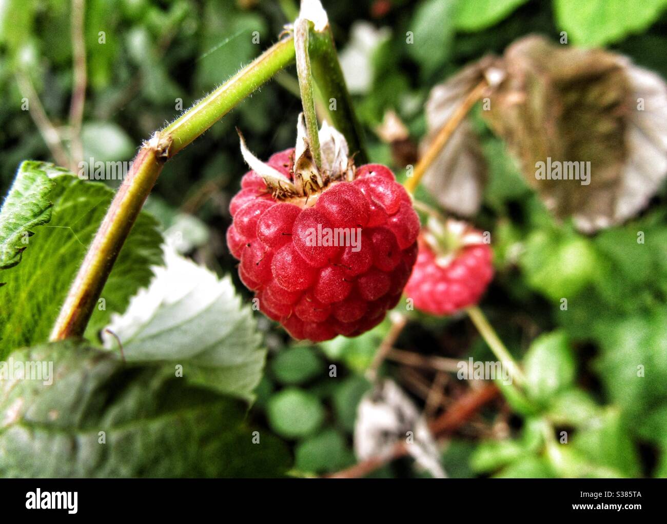 Macro Photography - Wild Berries Stock Photo - Alamy