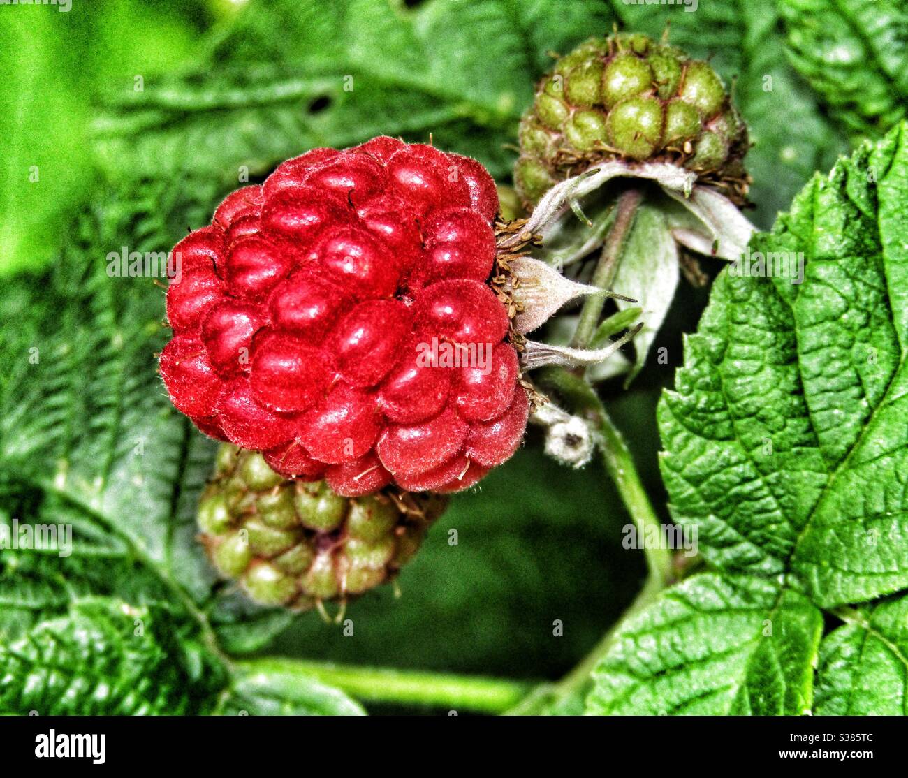 Macro Photography - Wild berries Stock Photo - Alamy
