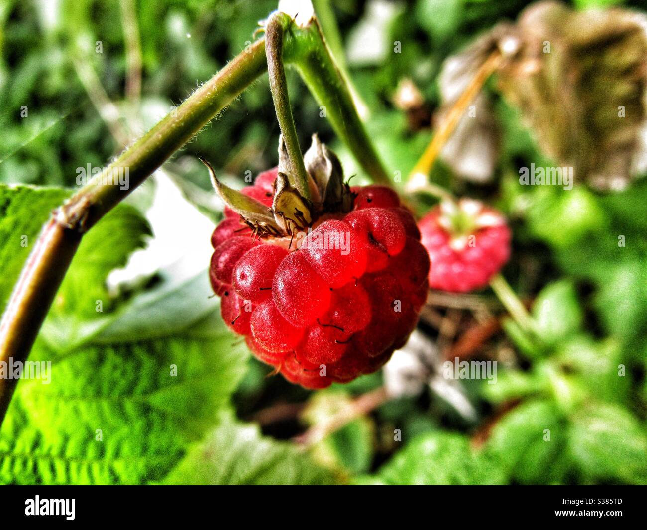 macro-photography-wild-berries-stock-photo-alamy
