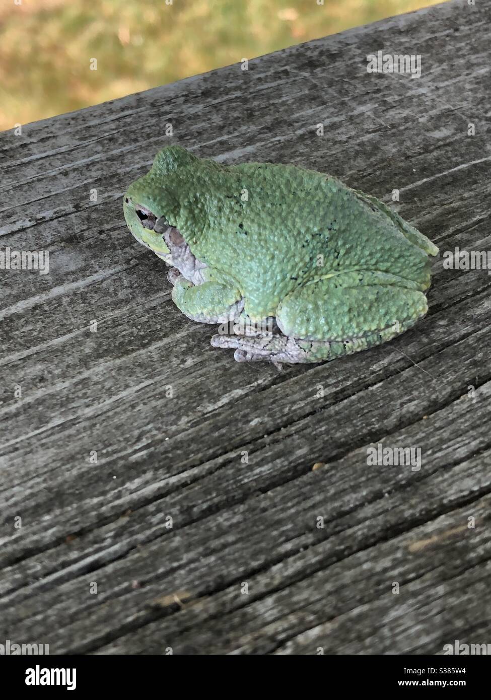 Sticky green frog on aged wood Stock Photo - Alamy