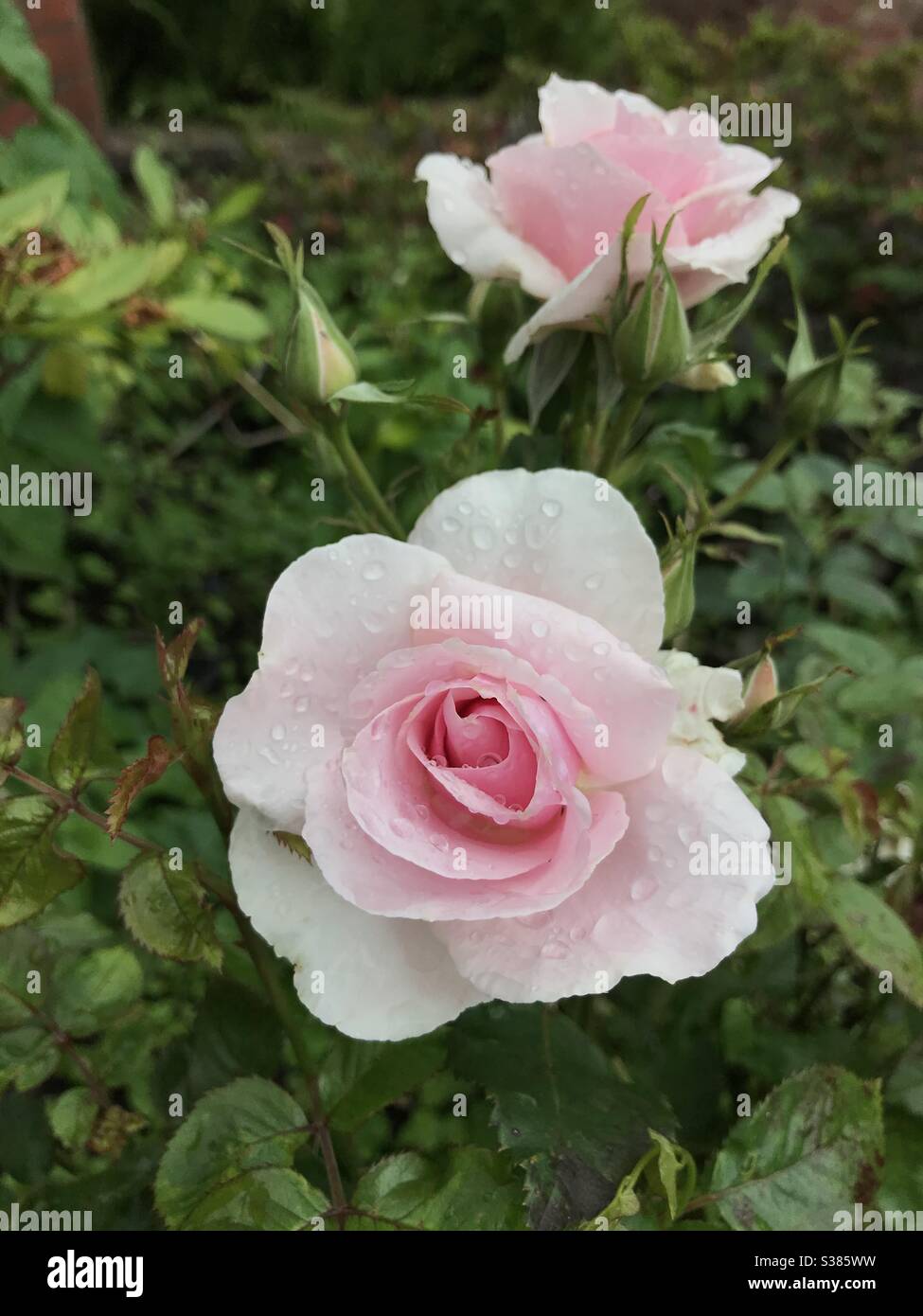 Rain of roses hi-res stock photography and images - Alamy