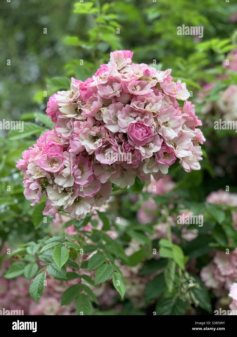Pink and white roses bouquet hi-res stock photography and images - Alamy
