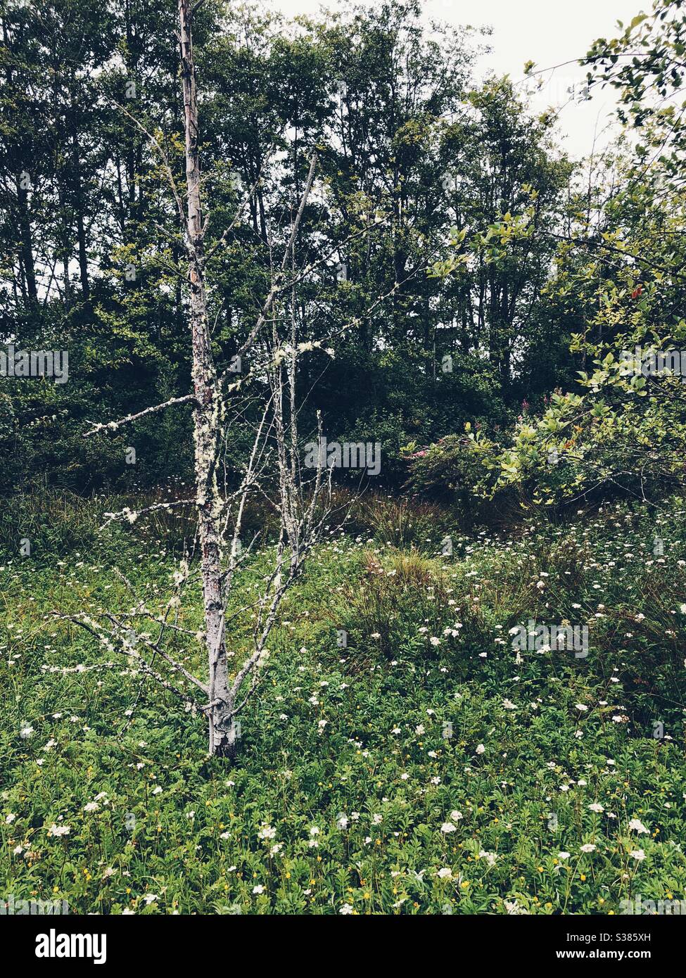 Midsummer meadow hi-res stock photography and images - Alamy