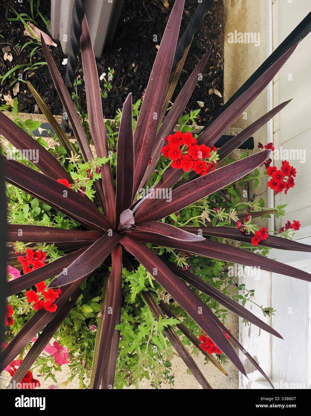 Plants from above hi-res stock photography and images - Alamy