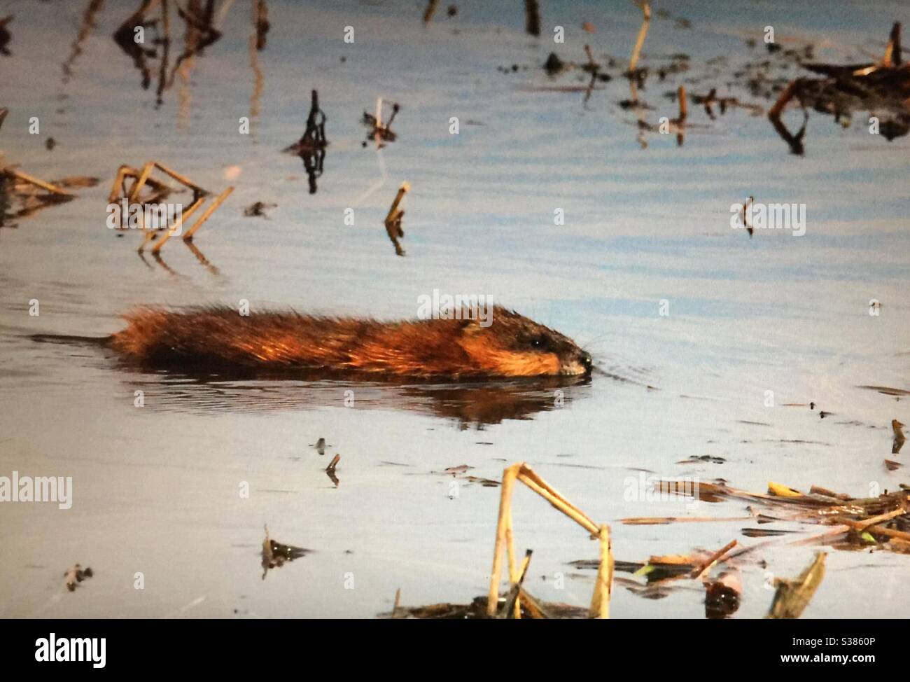 Muskrat, wildlife, swimming, rodent, reflection, busy, pond, water ...