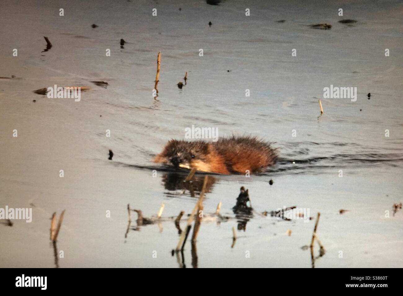 Muskrat, wildlife, swimming, rodent, reflection, busy, pond, water ...