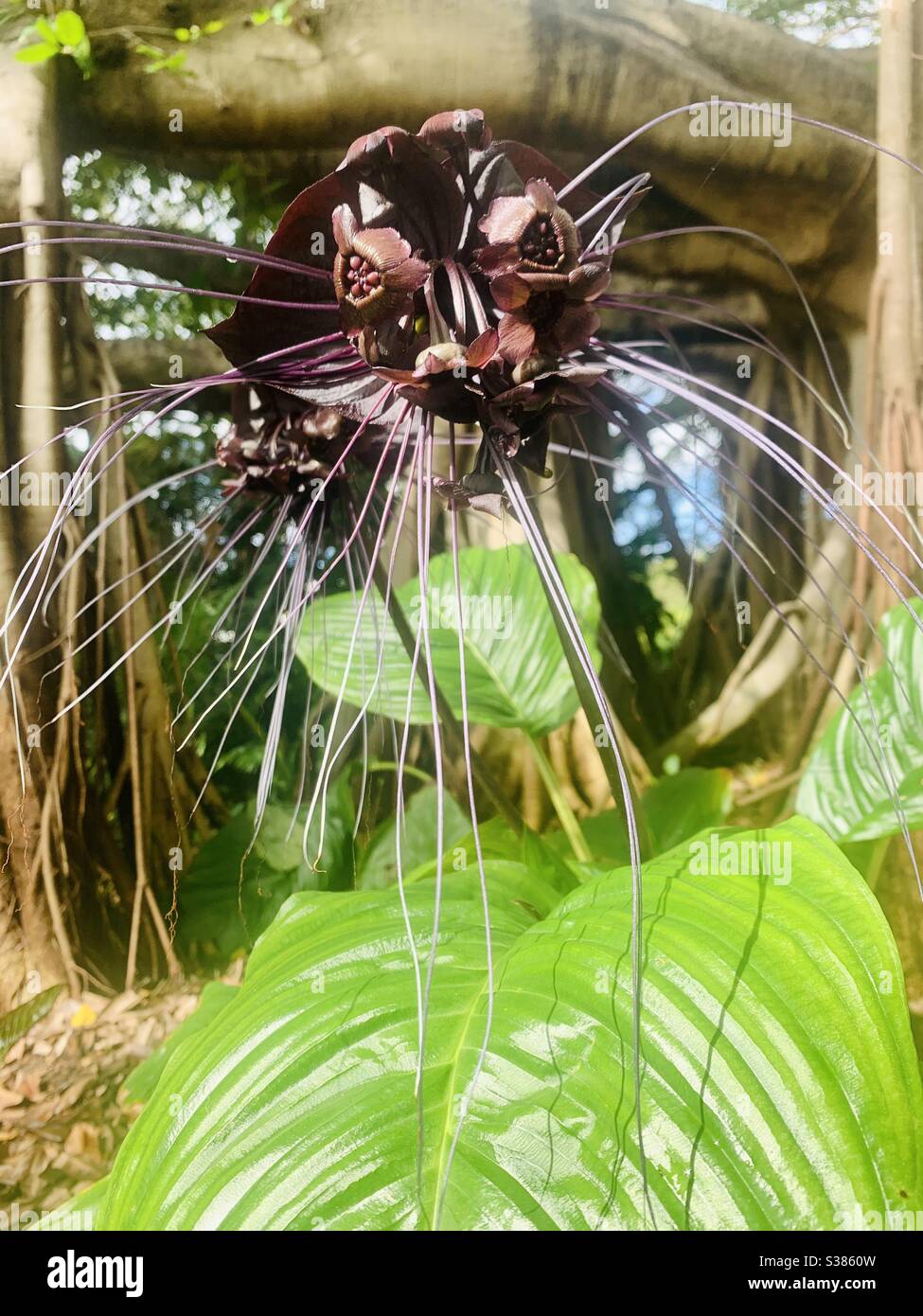 Black Bat Flower High Resolution Stock Photography and Images - Alamy