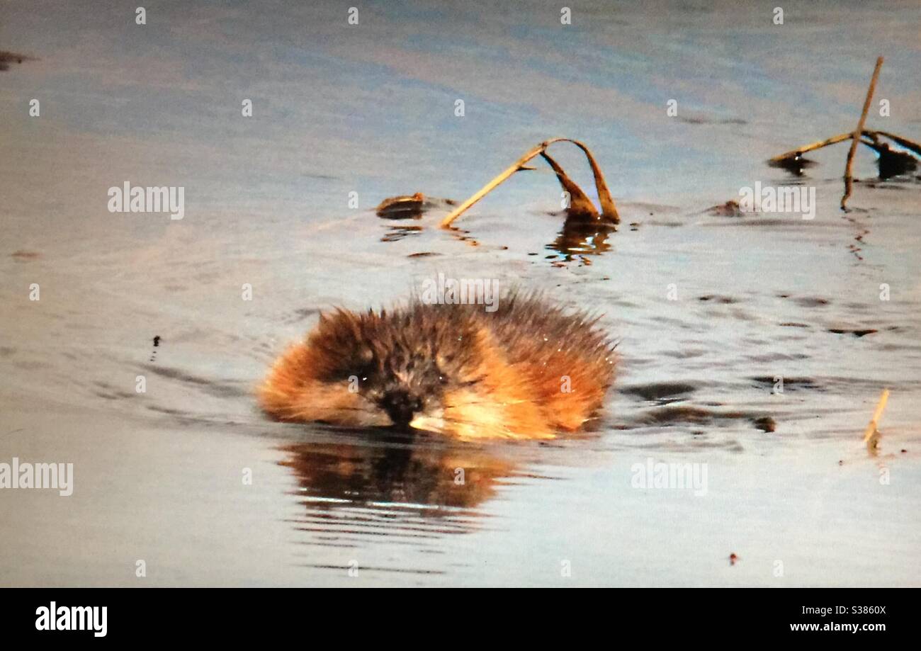 Muskrat, wildlife, swimming, rodent, reflection, busy, pond, water ...