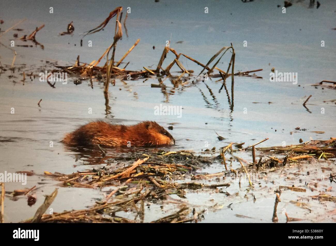 Muskrat, wildlife, swimming, rodent, reflection, busy, pond, water ...