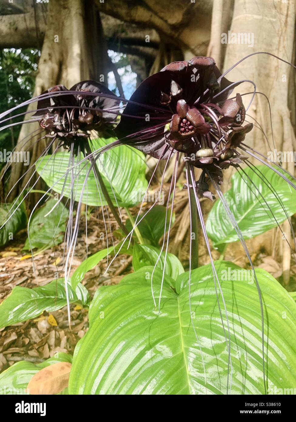 Black bat flower hi-res stock photography and images - Alamy