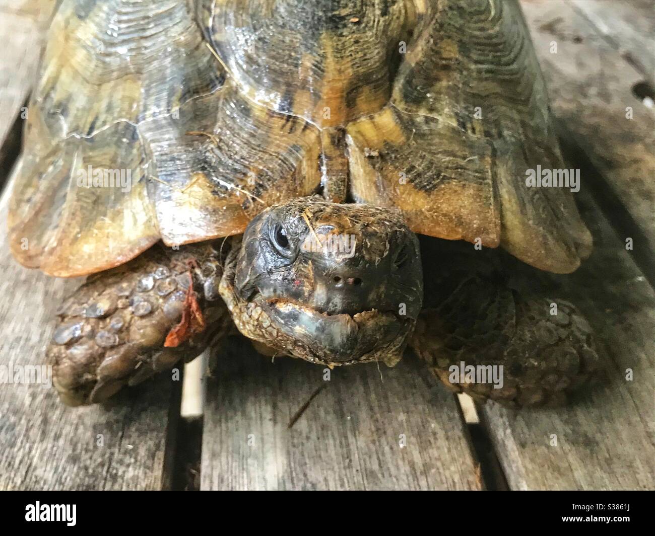 A Spur Thighed tortoise named Jub Jub Stock Photo - Alamy