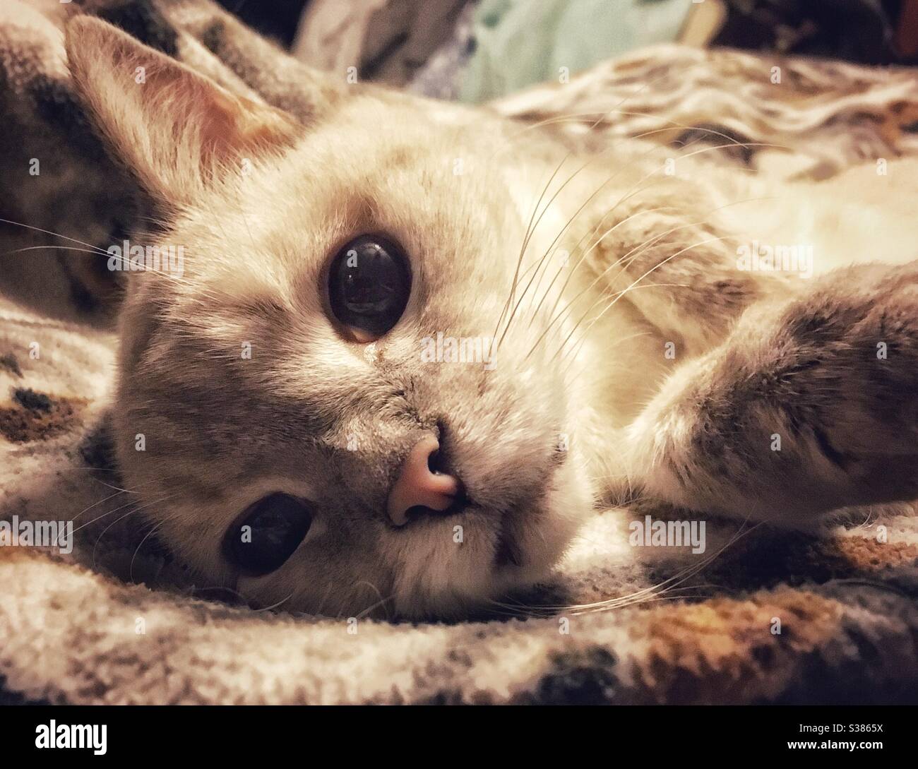 Lynx point Siamese mix lounging on a blanket Stock Photo - Alamy