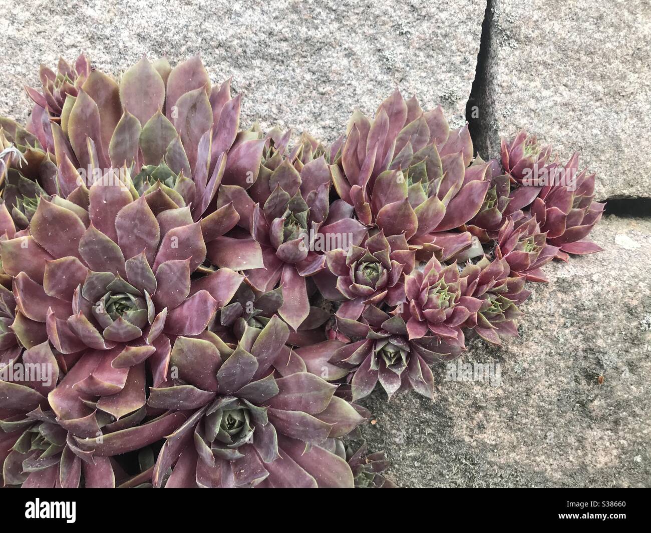 Beautiful Succulent Stone Rose High Resolution Stock Photography and ...