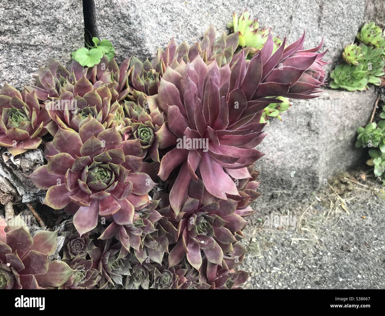 Stone roses hi-res stock photography and images - Alamy