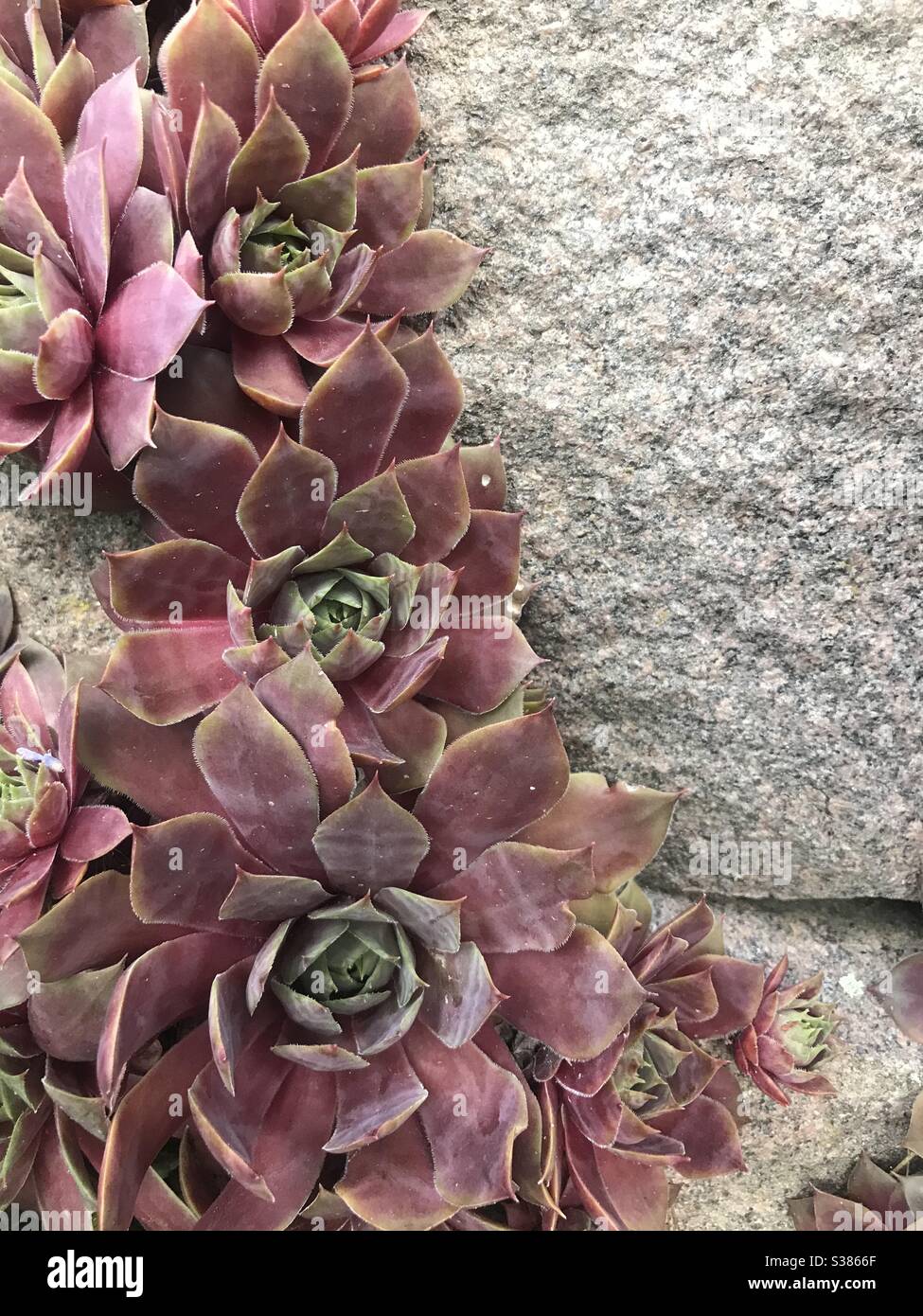 Red stone roses growing on old stone wall Stock Photo - Alamy