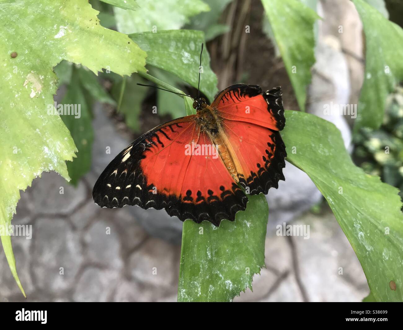 Red butterfly hi-res stock photography and images - Alamy